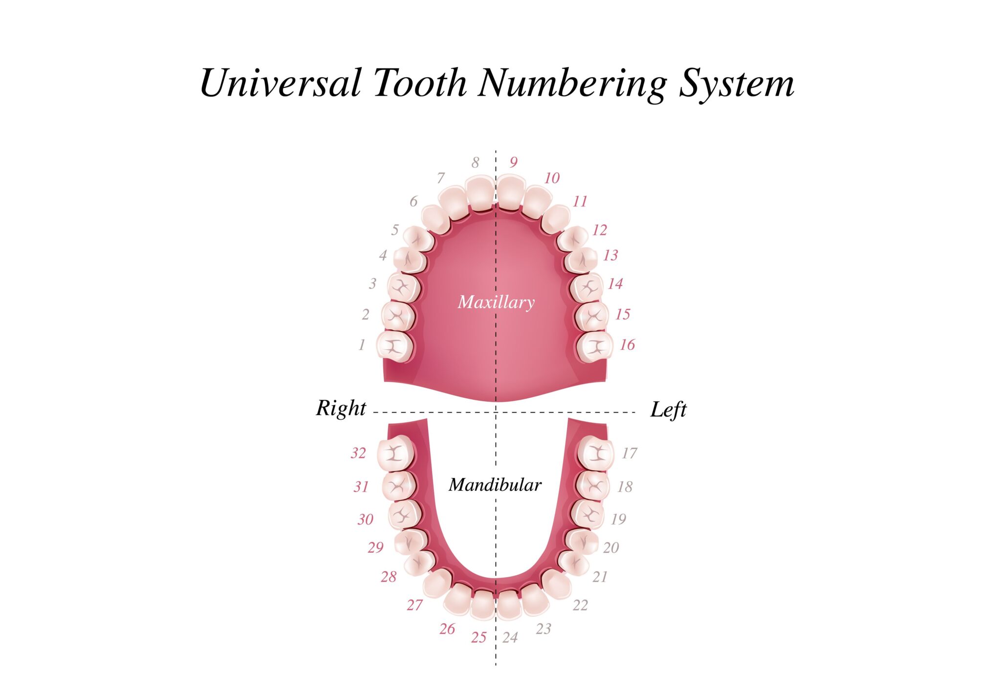 Todo lo que debes saber acerca de los dientes
